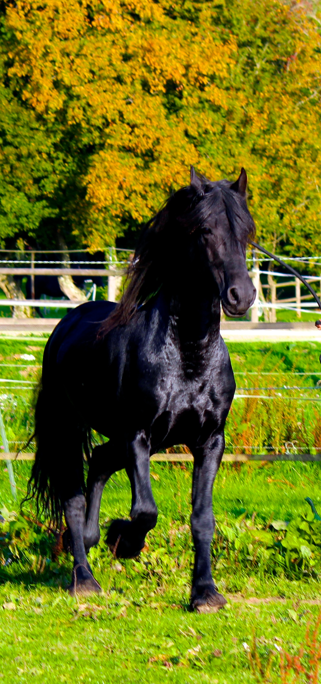 Haras du Vallon des Crins Noirs - Chevaux Arabes et Arabo-Frisons