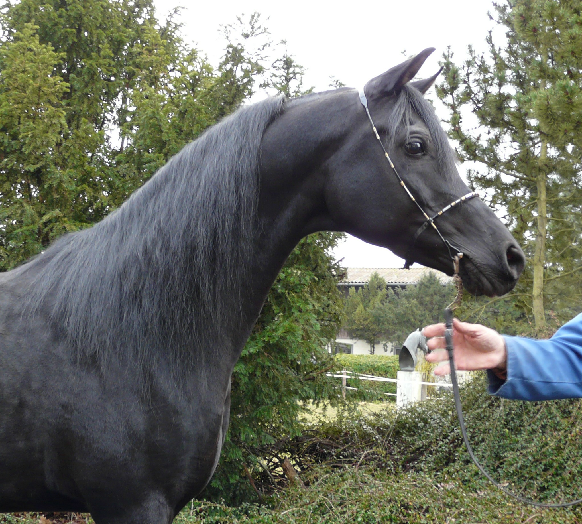 Jascorial Pur Sang Arabe - Haras du Vallon des Crins Noirs